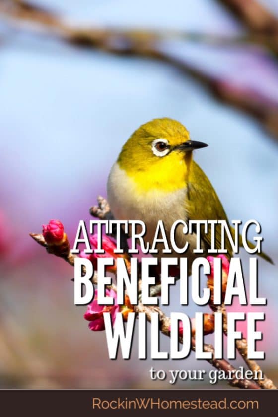 Create a Climate-friendly Garden by Attracting Beneficial Wildlife ...