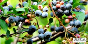 Six Edible Berry Bushes for a Sustainable Garden | Rockin W Homestead