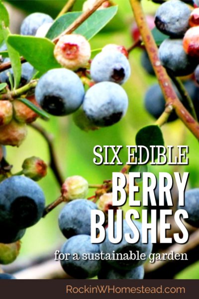 Six Edible Berry Bushes for a Sustainable Garden | Rockin W Homestead