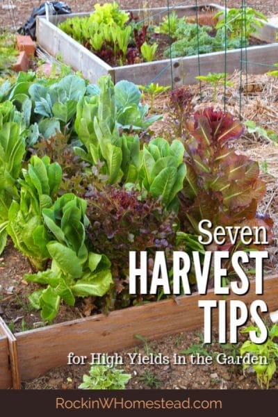 7 Harvest Tips for High Yields in the Garden | Rockin W Homestead