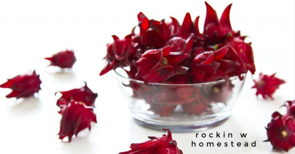 Grow Hibiscus Plant from Seed and Cutting | Rockin W Homestead
