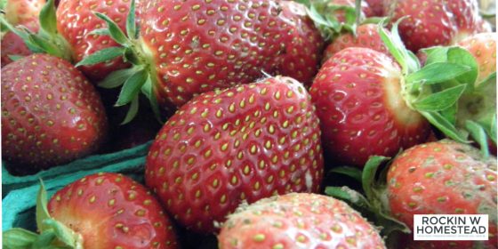 Six Edible Berry Bushes for a Sustainable Garden | Rockin W Homestead