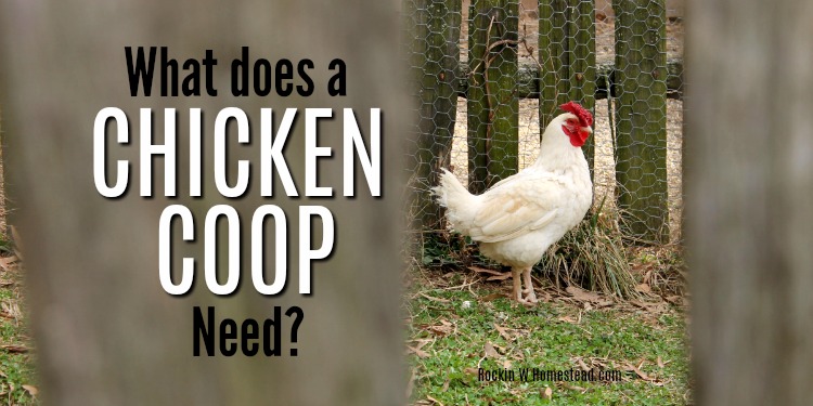 What Does a Chicken Coop Need? | Rockin W Homestead